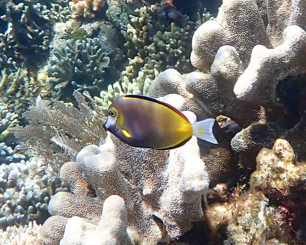 Japan Surgeonfish from JQ39+3HC Bunaken Marine Park, Kota Manado ...