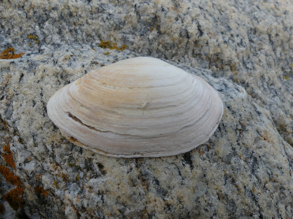 Soft-shelled Clam from Côte-Nord, QC, Canada on September 28, 2023 by ...