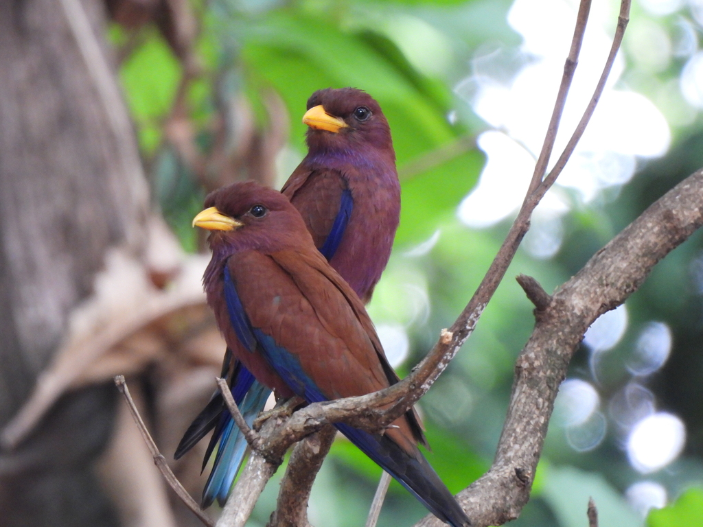 Broad-billed Roller from Marovoay, Madagascar on December 7, 2023 at 07 ...