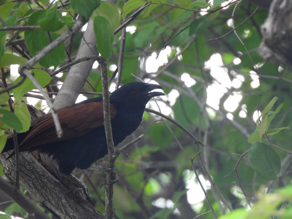 Madagascar Coucal from Marovoay, Madagascar on December 8, 2023 at 03: ...