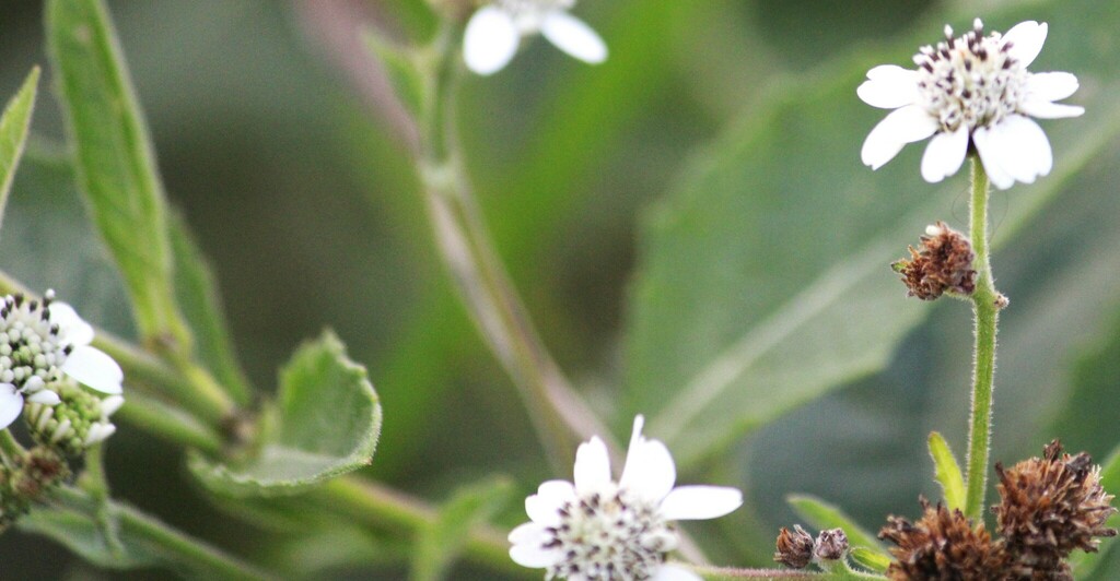 Mexican Winged Crown-Beard from South Side, Corpus Christi, TX, USA on ...