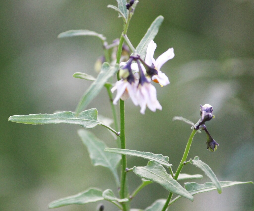 Texas nightshade from South Side, Corpus Christi, TX, USA on December ...