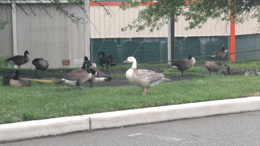 Greylag × Canada Goose from Mt Pleasant Ave At Crestmont Rd, West ...