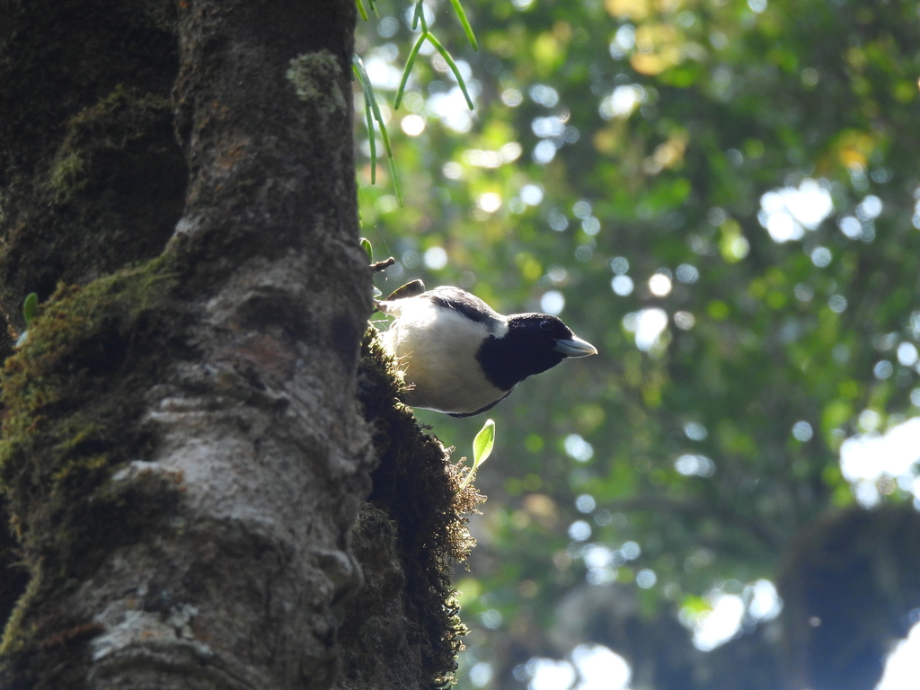 Pollen's Vanga in November 2023 by thehousebunting · iNaturalist