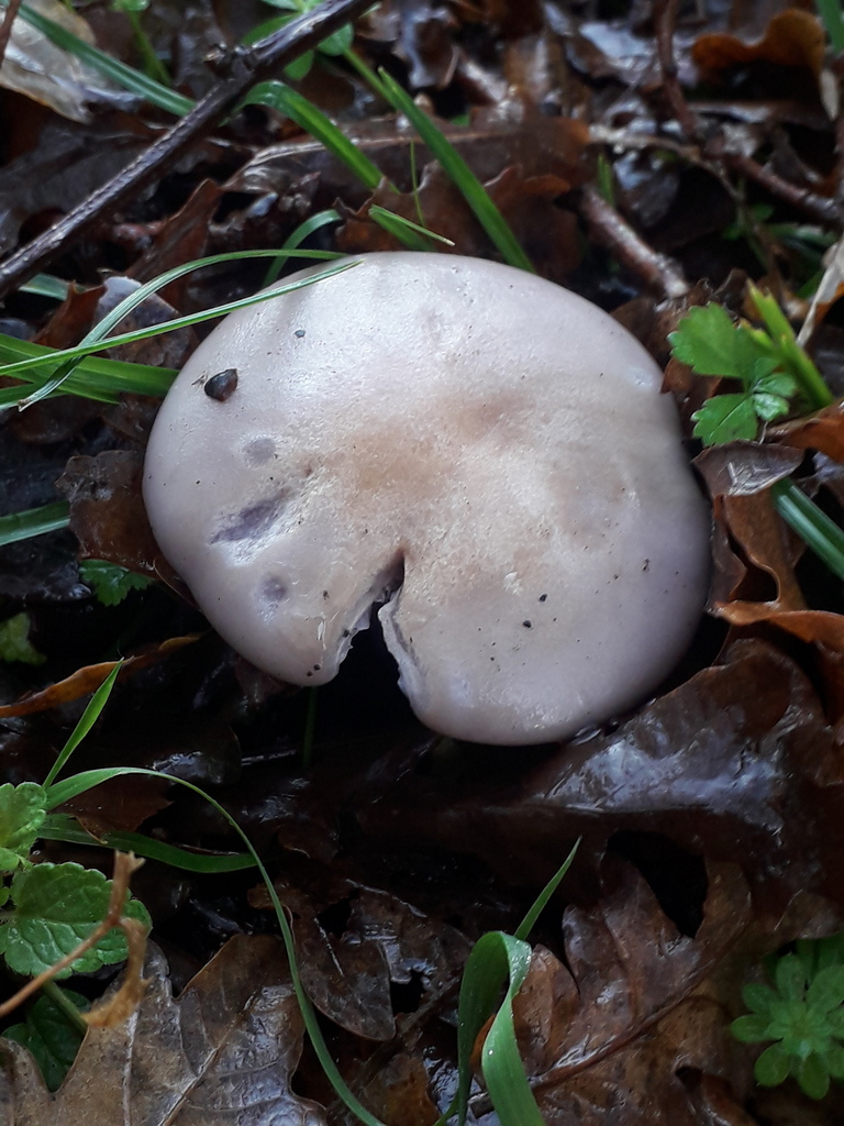 Blewit from 35230 Noyal-Châtillon-sur-Seiche, France on December 3 ...