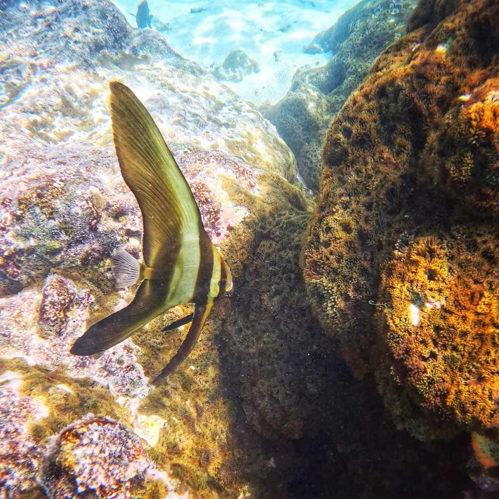 Golden Spadefish (Platax boersii) - Marine Life Identification