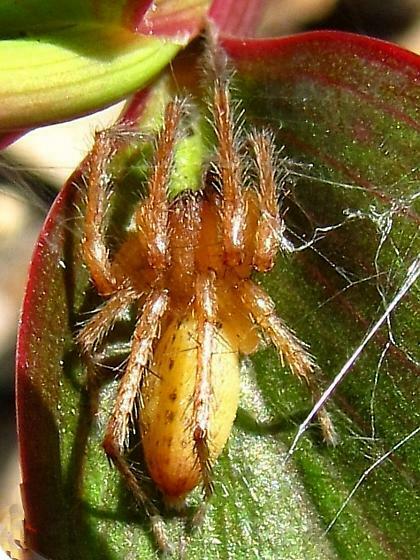 Yellow Ghost Spider from Dunedin, FL, USA on April 17, 2010 at 08:24 AM ...