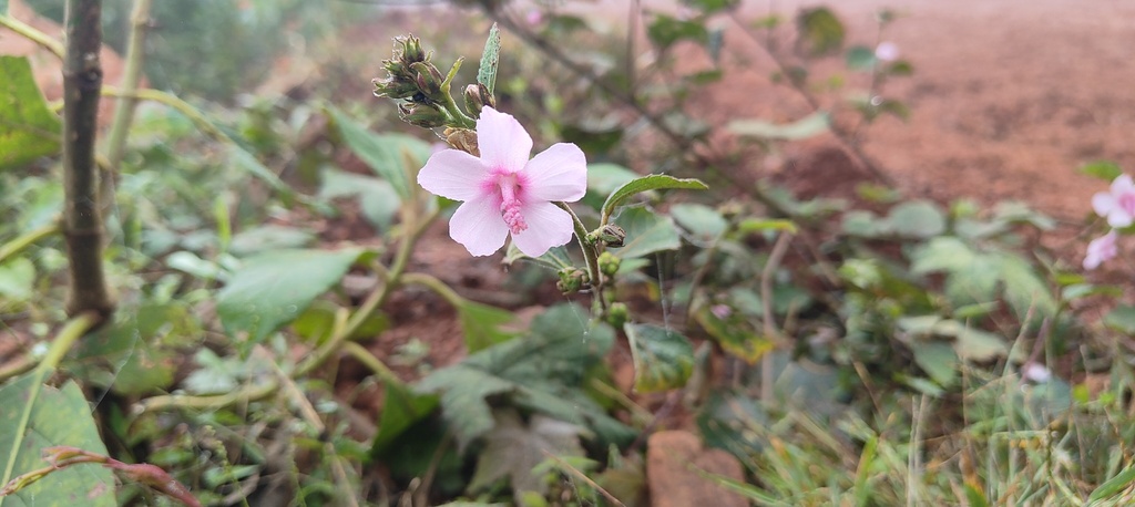 Caesar weed from Gondipakalu, Andhra Pradesh 531116, India on December ...