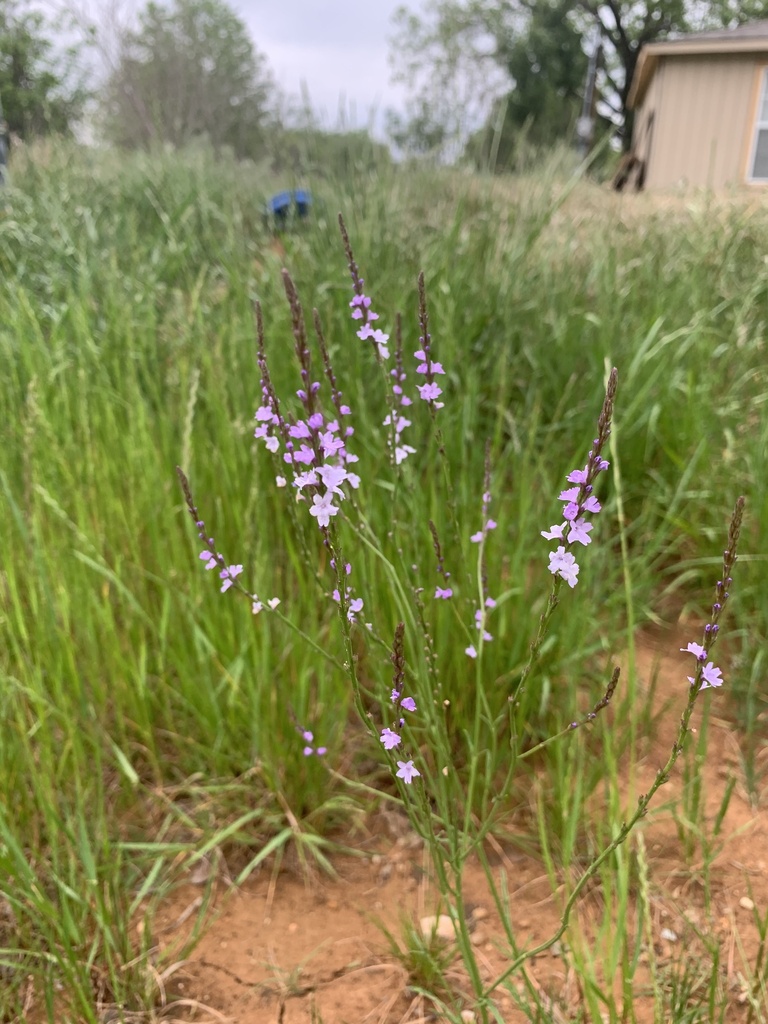Texas vervain from NE 23rd St, Mineral Wells, TX, US on April 25, 2023 ...