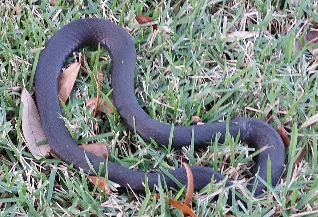 North American Racer from The Cove, FL 32507, USA on December 14, 2023 ...