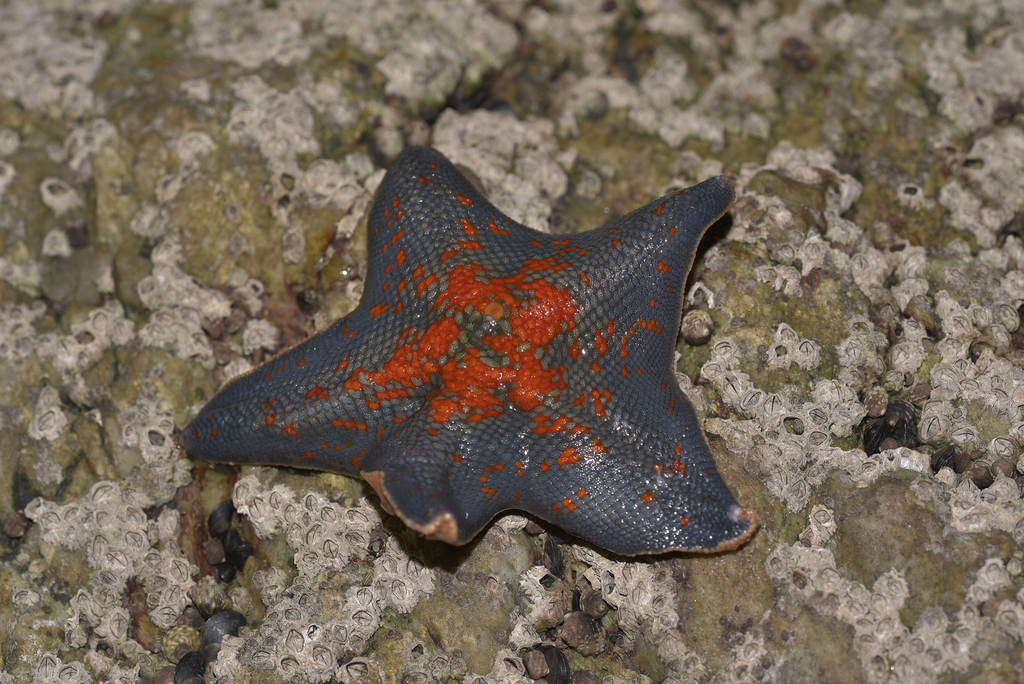 Blue Bat Star from 中国辽宁省大连市甘井子区 on December 1, 2023 at 10:46 PM by 龙栩川 ...