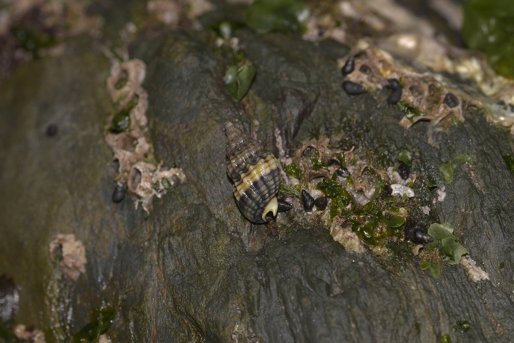 Nassarius fraterculus from 中国辽宁省大连市甘井子区 on December 2, 2023 at 08:12 PM ...