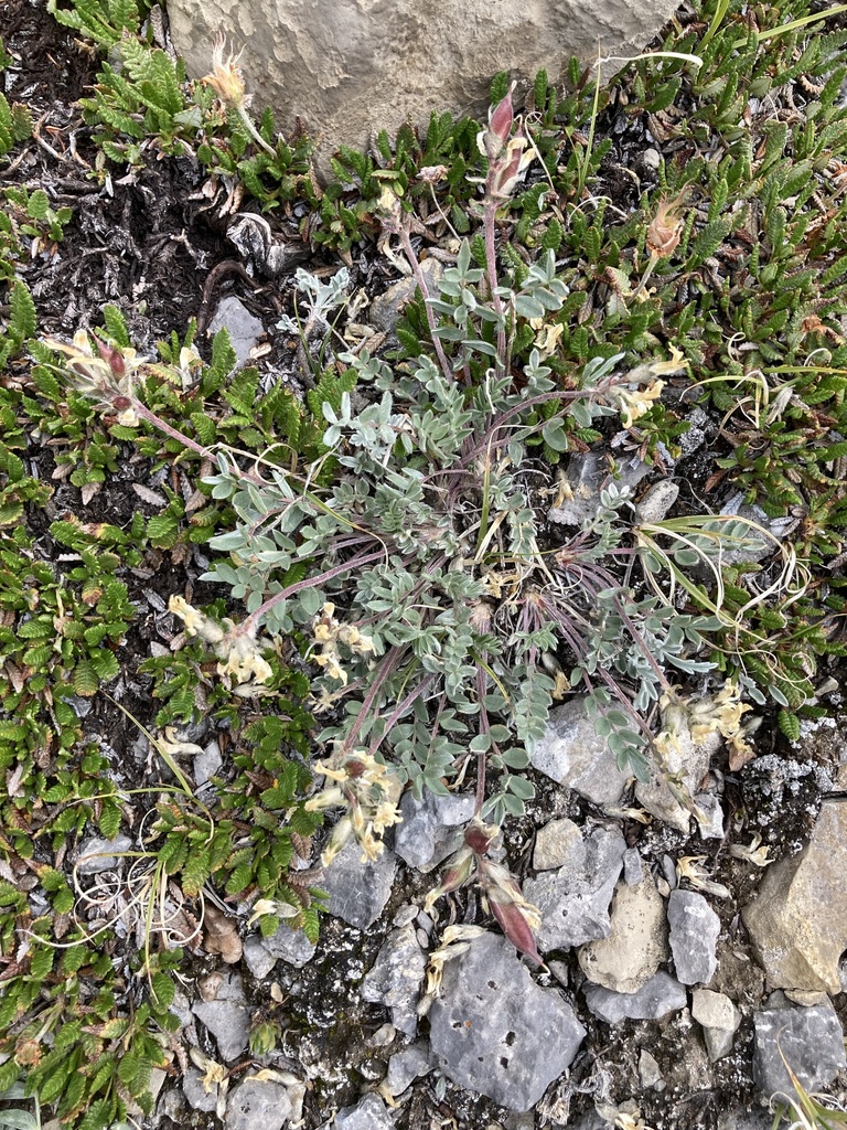 field locoweed from Kananaskis, AB T0L, Canada on July 3, 2023 at 11:54 ...