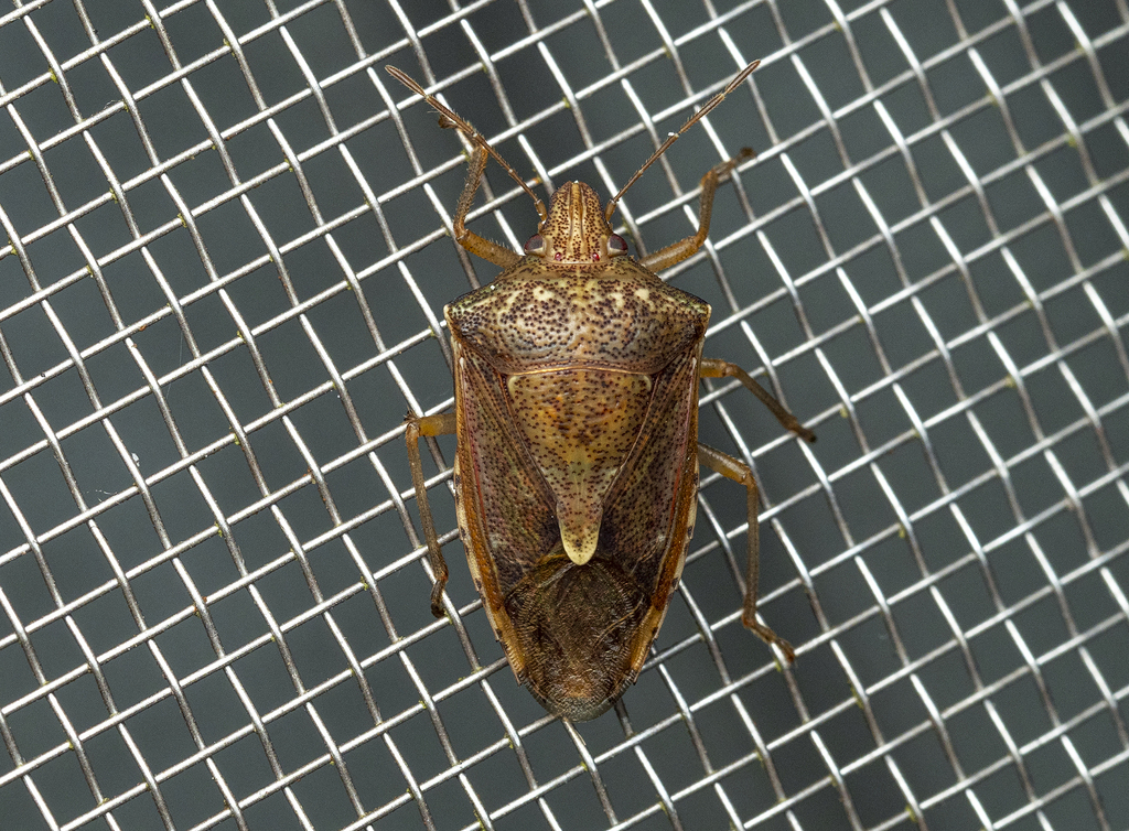 Udonga from Fraser's Hill, Pahang, Malaysia on November 19, 2022 at 10: ...