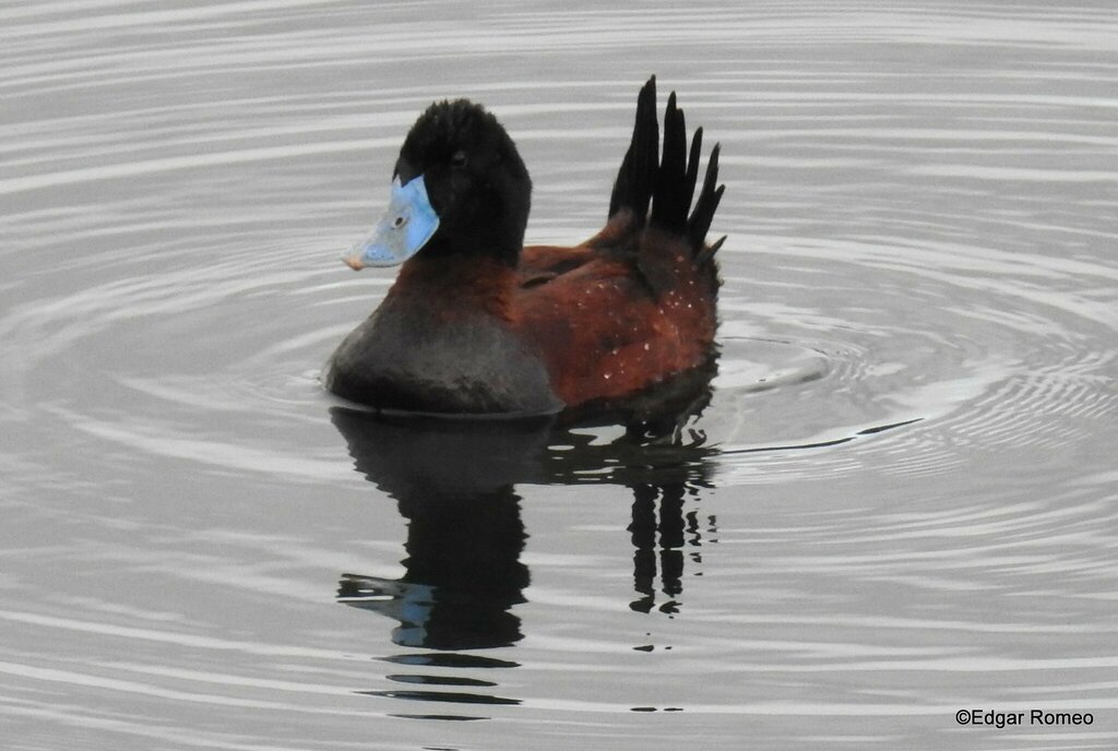 Andean Duck in November 2017 by Edgar Romeo · iNaturalist