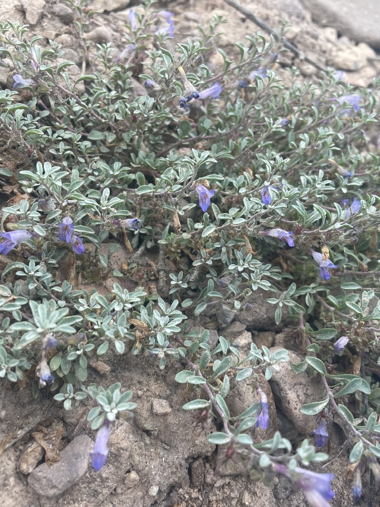Tushar Bluemat Penstemon from Beaver County, UT, USA on July 19, 2023 ...