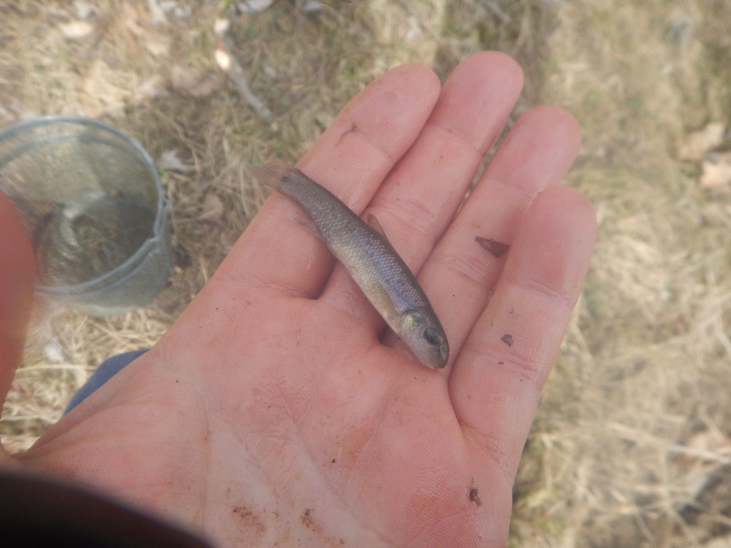 Tonguetied Minnow from Warren County, PA, USA on April 4, 2019 at 10:04 ...