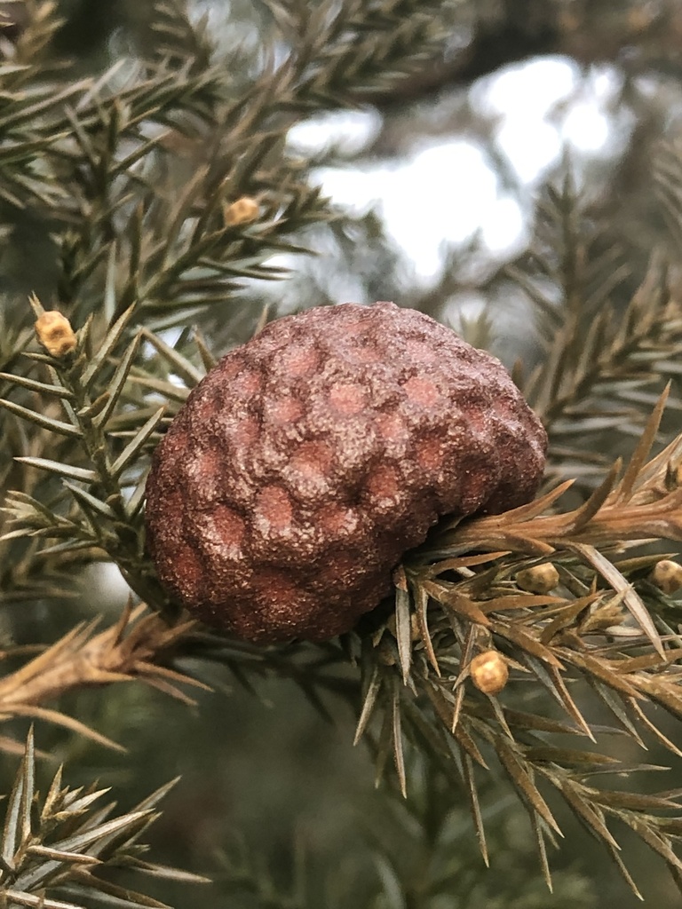 juniper-apple rust from Chippewa Nature Center, Midland, MI, US on ...