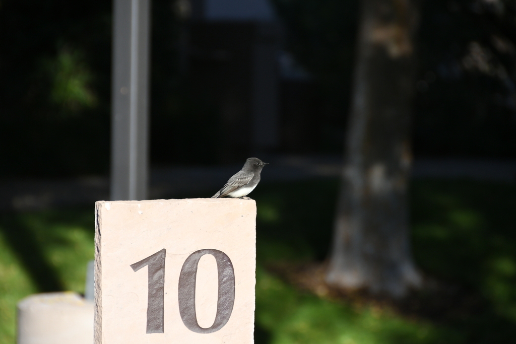 Black Phoebe from 17700 Hayden Rd, Scottsdale, AZ 85255, USA on ...