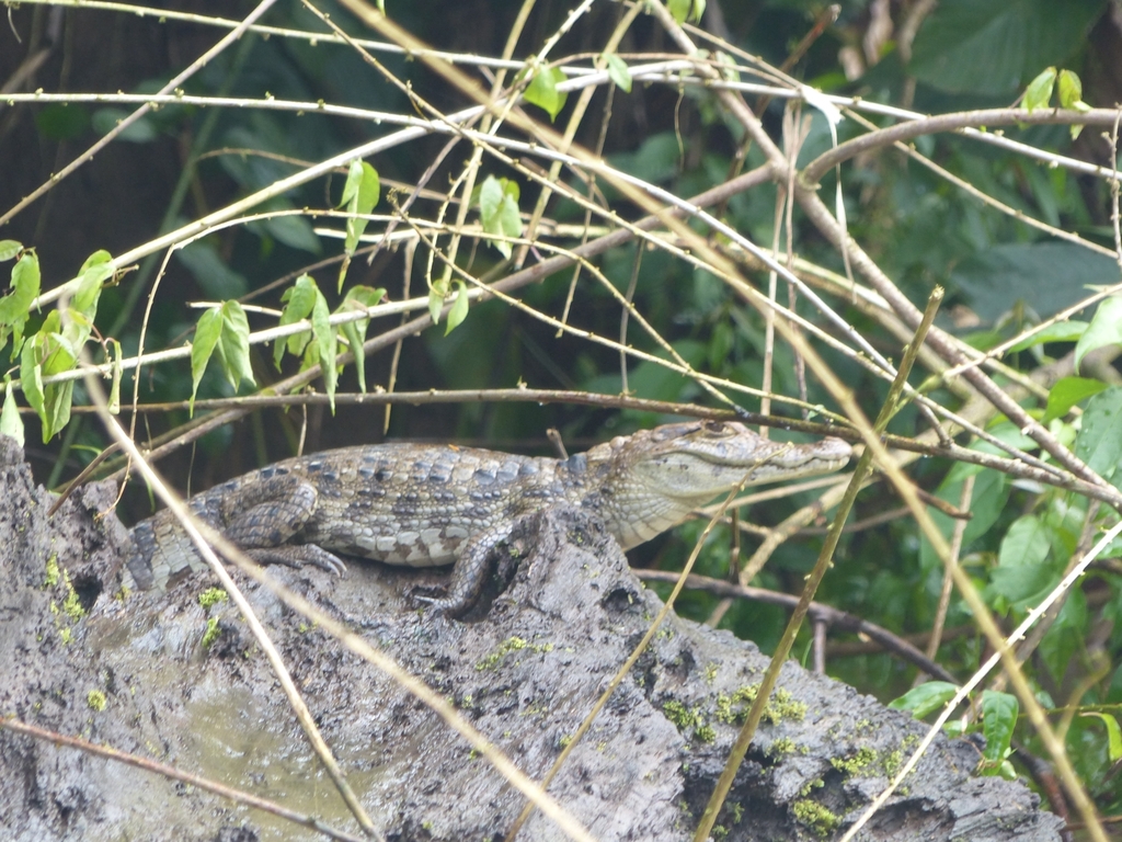 Spectacled Caiman from Pococí, Limón, Pococí, Costa Rica on February 3 ...