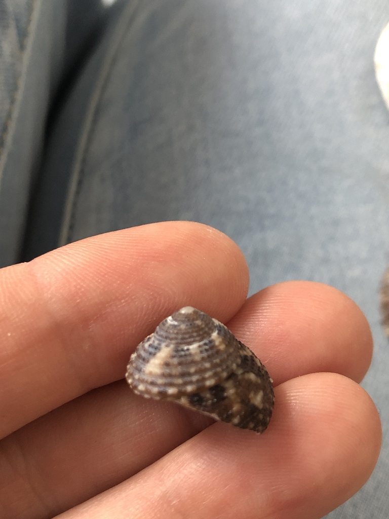 Clanculus cruciatus from Aourir, Souss-Massa, MA on December 14, 2023 ...