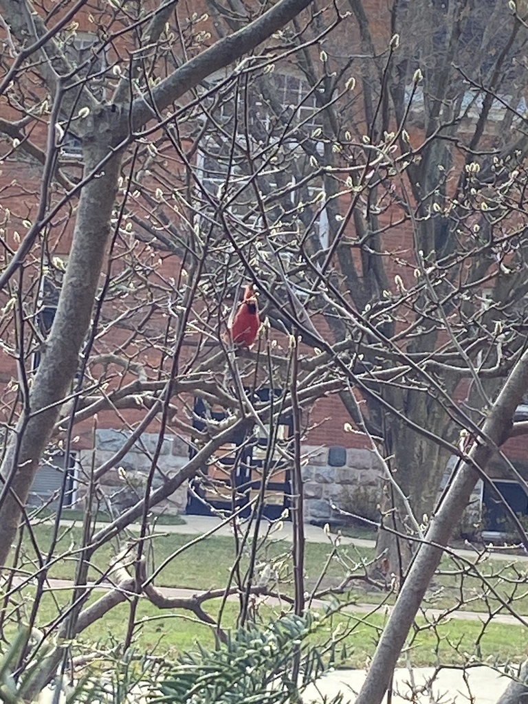 Northern Cardinal from Michigan State University, East Lansing, MI, US ...