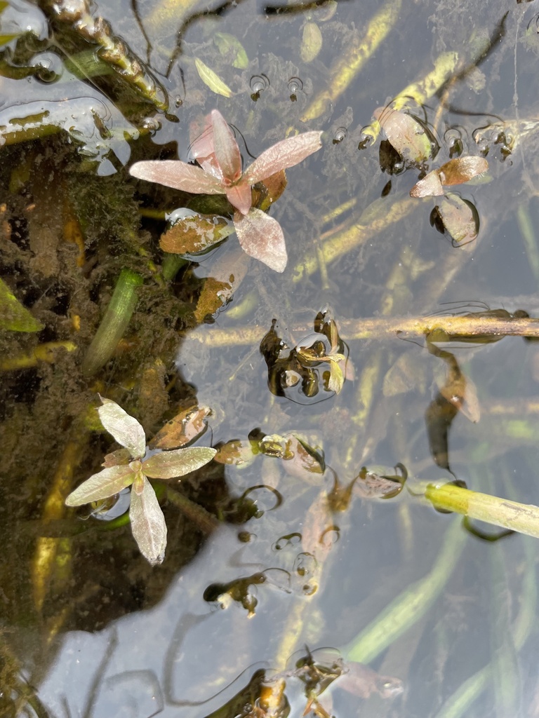 Indian Swampweed from Edgewater Dr, Orlando, FL, US on December 14 ...