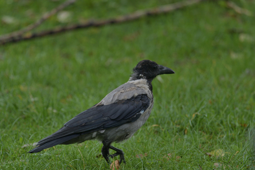 Hooded Crow from Province of Verbano-Cusio-Ossola, Italy on September ...