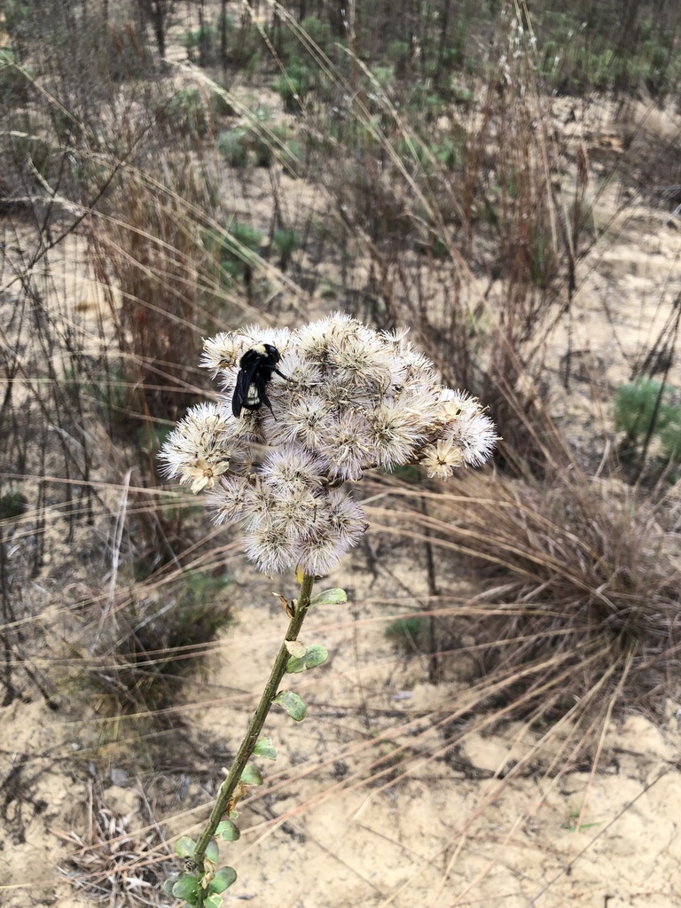 coastalplain chaffhead from Astatula, FL, US on December 3, 2023 at 09: ...