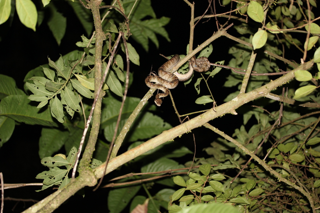 Ringed Tree Boa from Heredia Province, Sarapiqui, Costa Rica on January ...