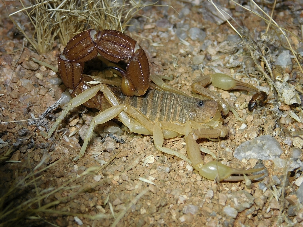 Granulated Thick-tailed Scorpion from Namakwa District Municipality ...
