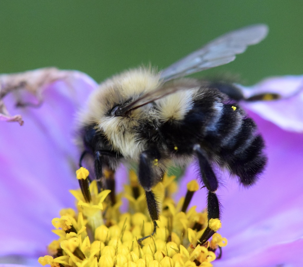 Common Eastern Bumble Bee from 320 Browns Trace Rd, Jericho, VT 05465 ...