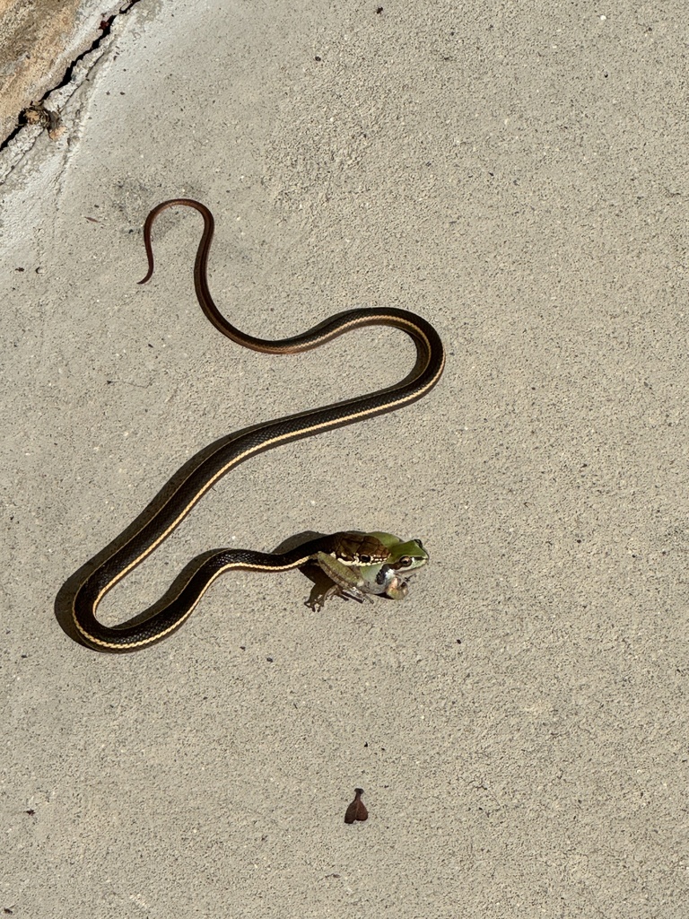 Striped Racer from Los Osos, Baywood-Los Osos, CA 93402, USA on October ...
