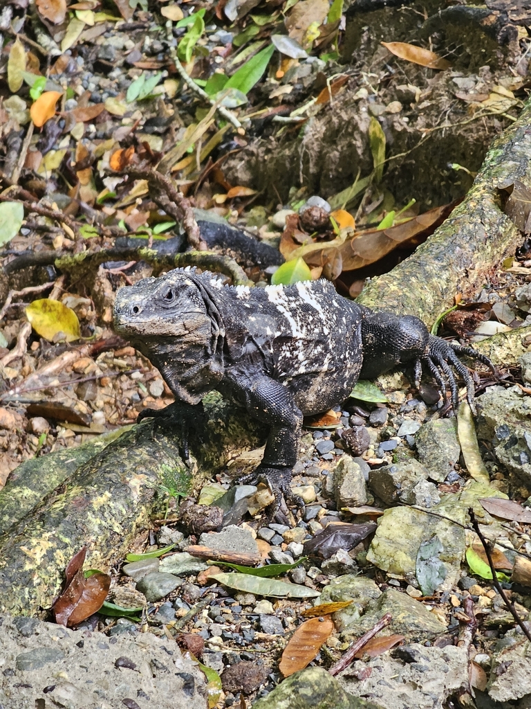 Spiny-tailed Iguanas in December 2023 by echobravo13 · iNaturalist