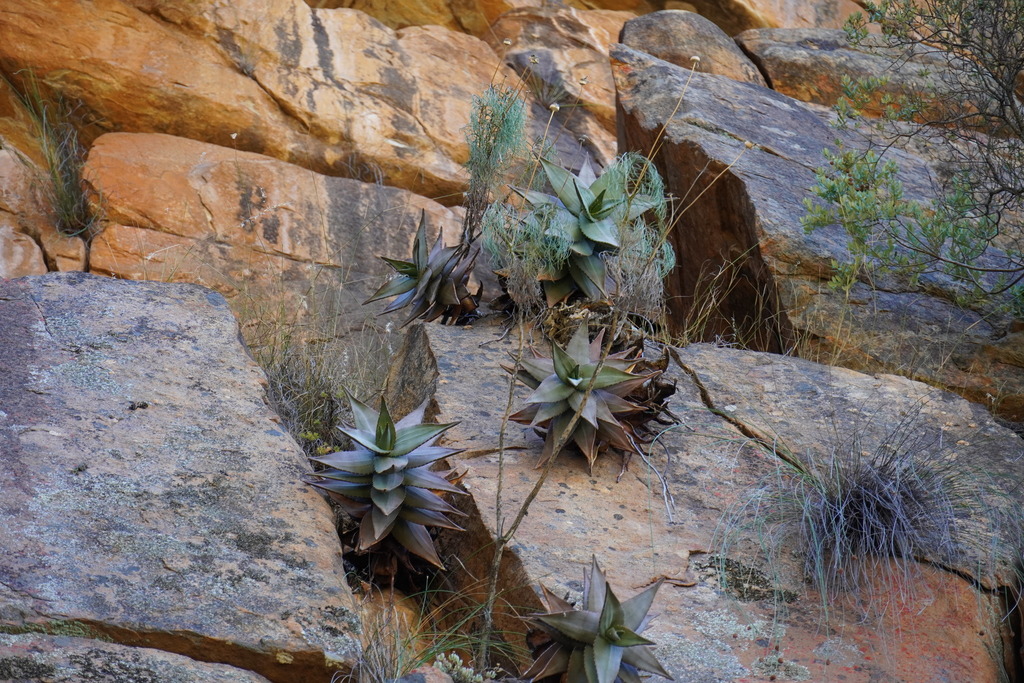 Mitre Aloe from Middelberg Waterfall Hike, Algeria, Cederberg, Western ...