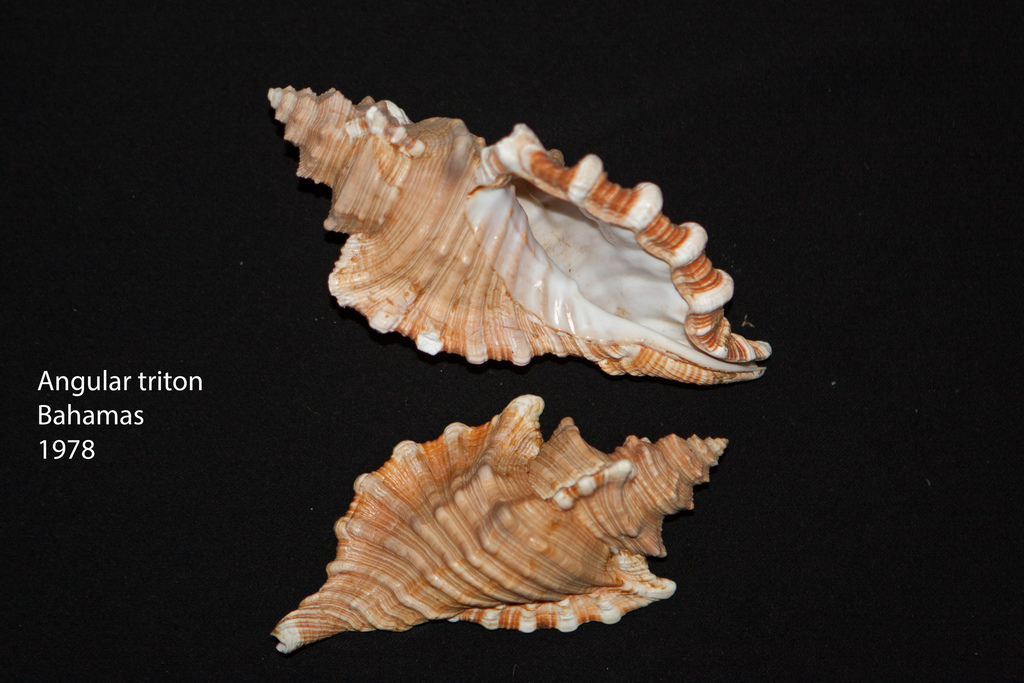 Angular Triton from Marsh Harbour, The Bahamas on April 15, 1978 by ...