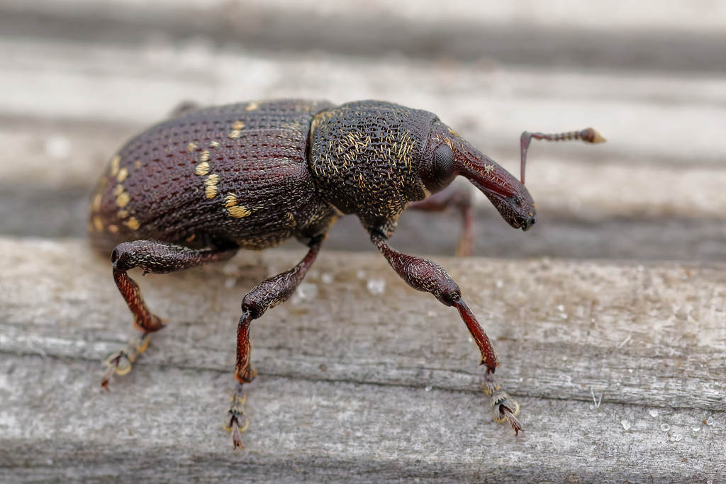 Large Pine Weevil from 25842 Langenhorn, Deutschland on May 9, 2021 at ...