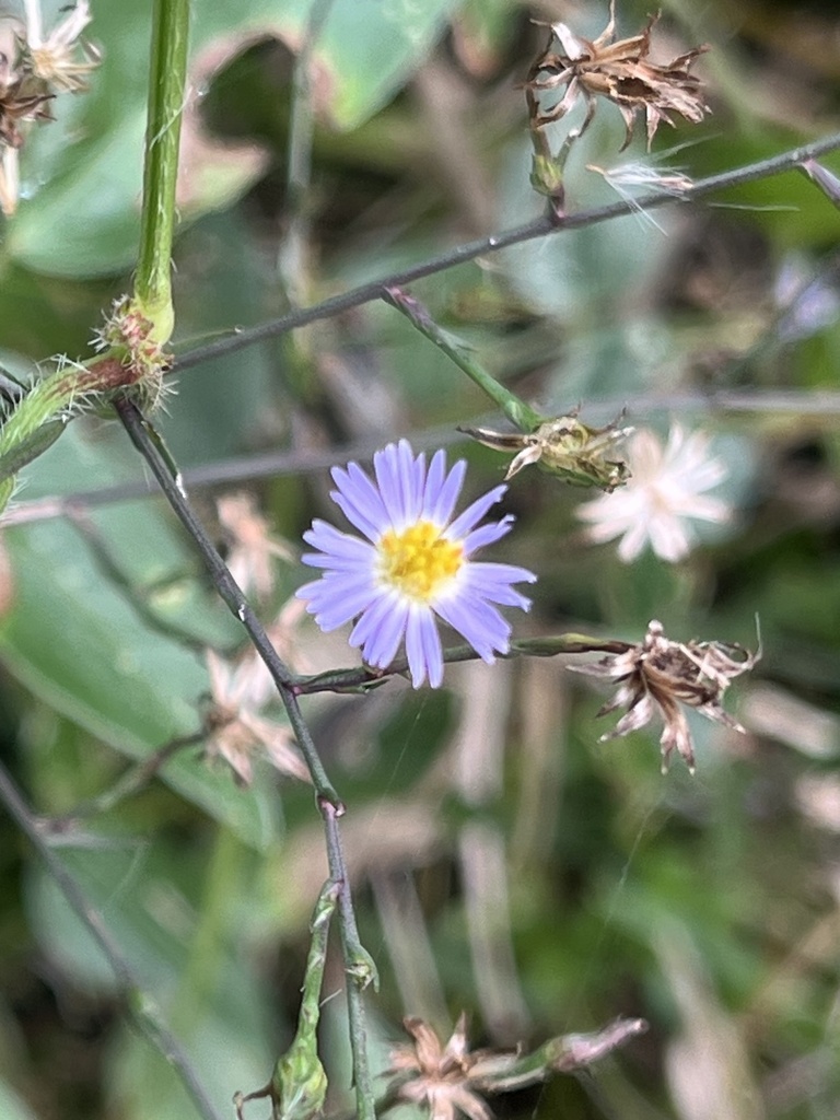 annual saltmarsh aster from North Port, FL, US on December 14, 2023 at ...
