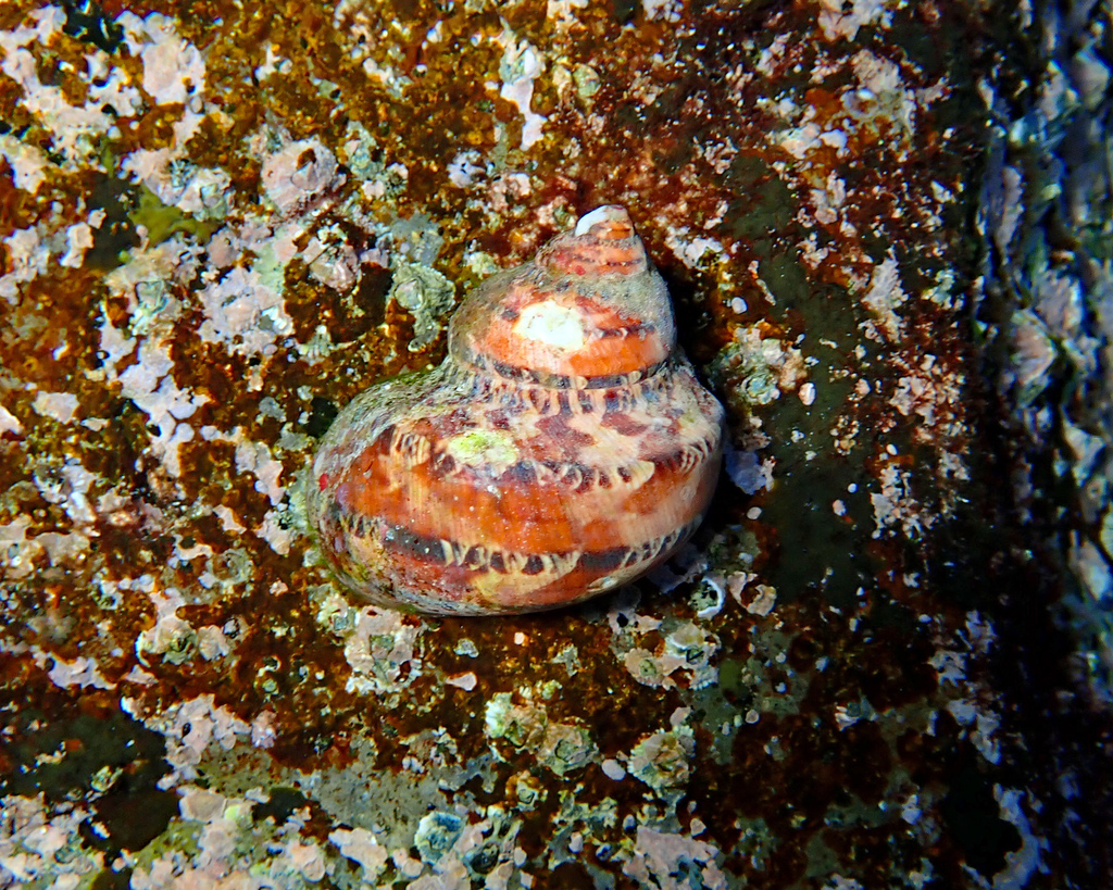 Tapestry Turban Snail from Alor Regency, East Nusa Tenggara, Indonesia ...