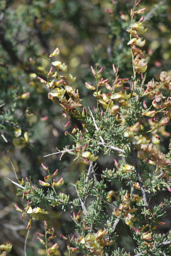 Silver Wingpea (Wiborgia mucronata) · iNaturalist United Kingdom