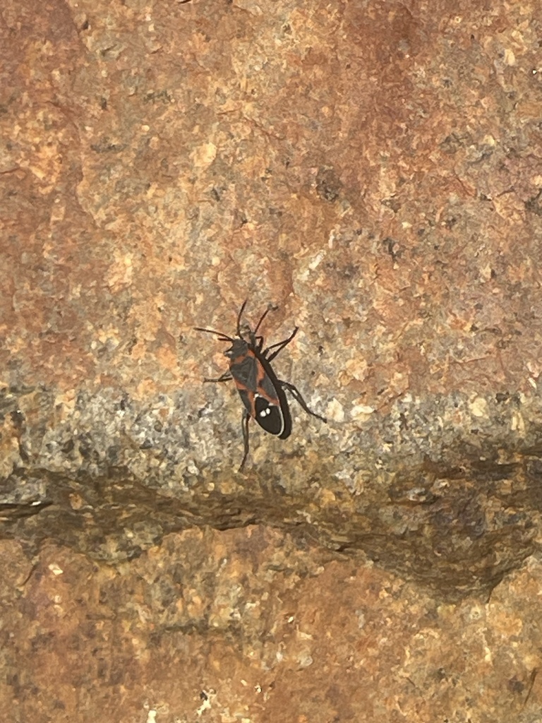 Small Milkweed Bug from UCR Botanic Gardens, Riverside, CA, US on ...