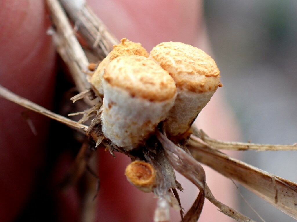 common bird's nest fungus from Lane County, OR, USA on November 15 ...