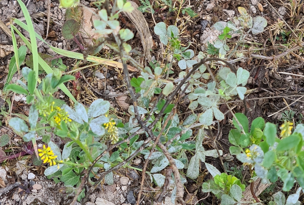 small melilot from JMV5+2V, 69393 San José Monte Verde, Oax., México on ...