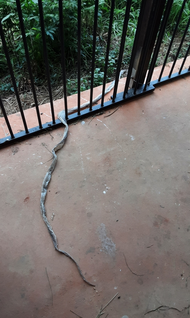 Diamond Python in December 2023 by katyw. The skin must have been shed ...