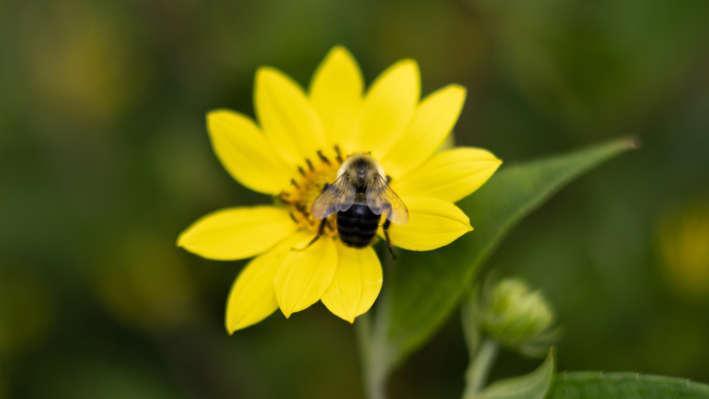 Common Eastern Bumble Bee in September 2023 by Vaibhav Dwivedi ...