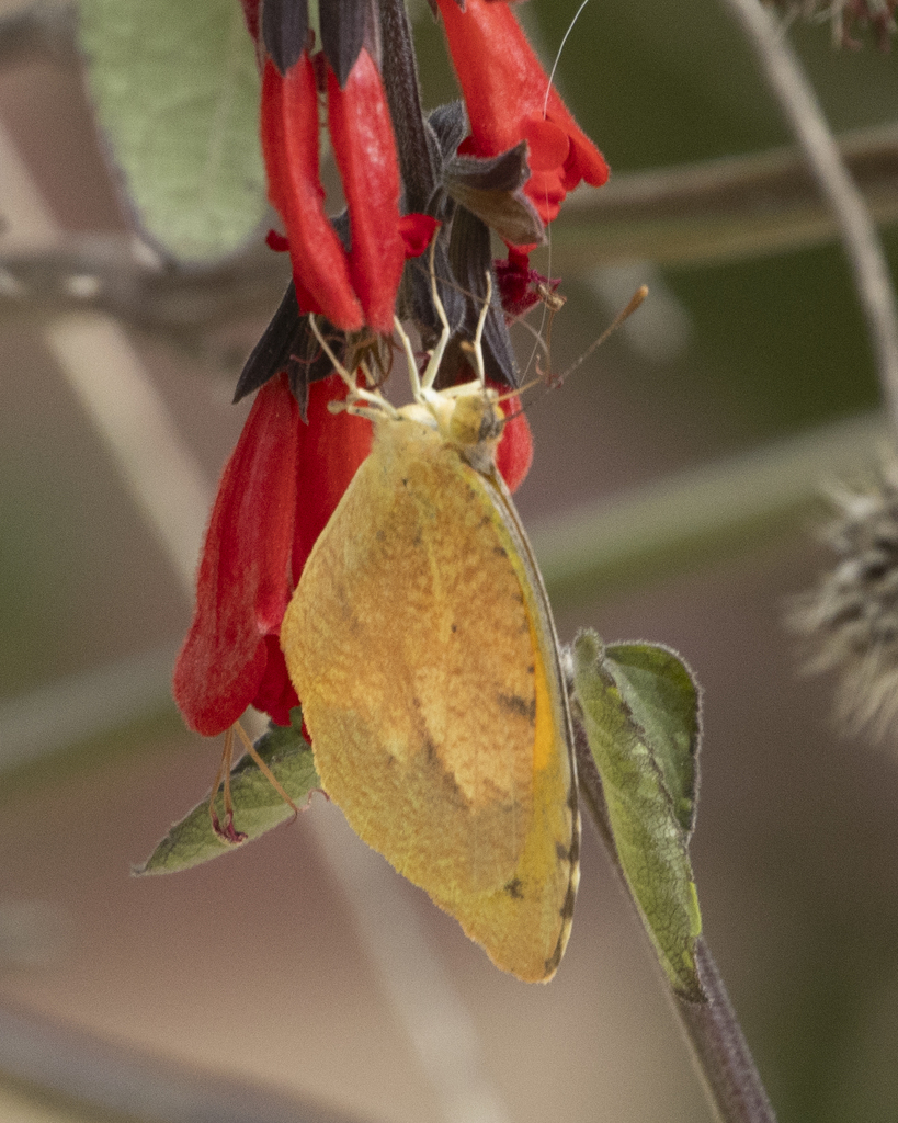 Sleepy Orange from Oak Tree Dr, Salado, TX 76571, USA on December 12 ...