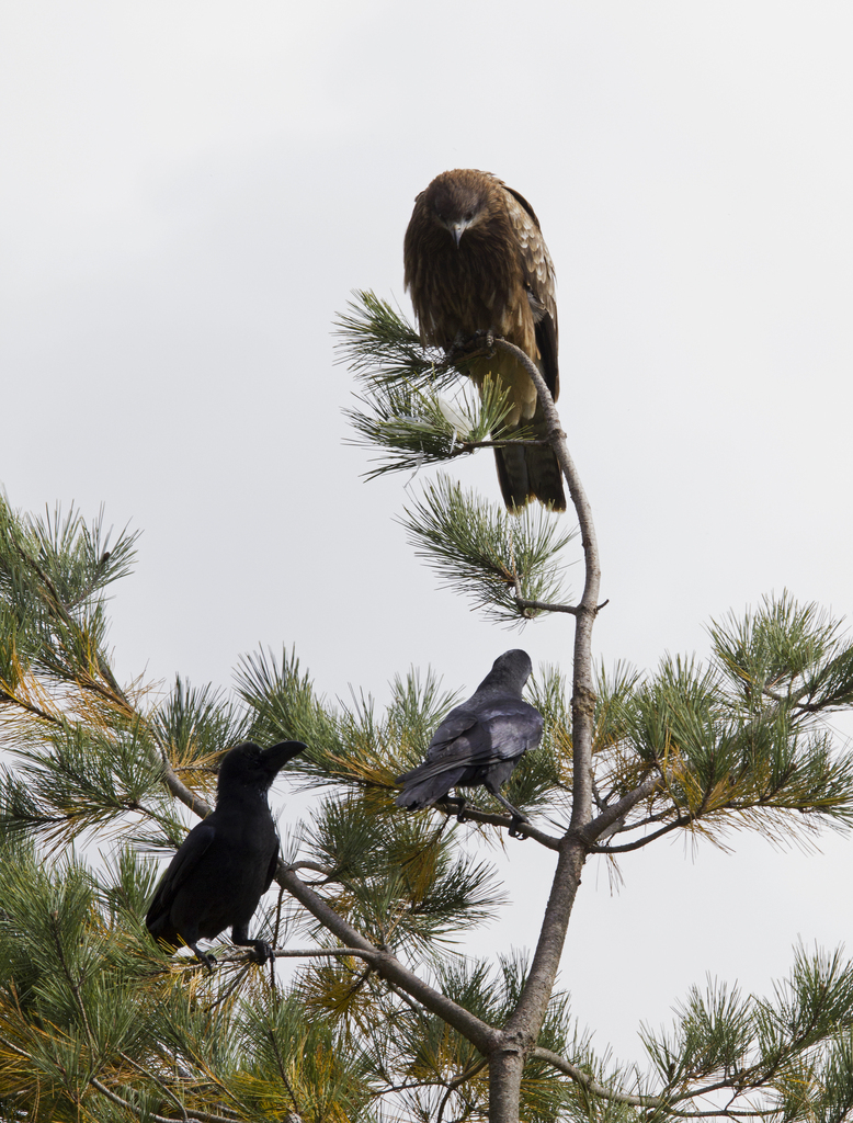 Black Kite from Kawaguchi, Fujikawaguchiko, Minamitsuru District, Yamanashi 401-0304, Japão on ...