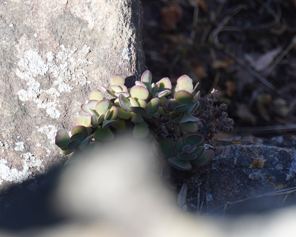 purple crassula from Algeria, Cederberg, Western Cape, South Africa on ...