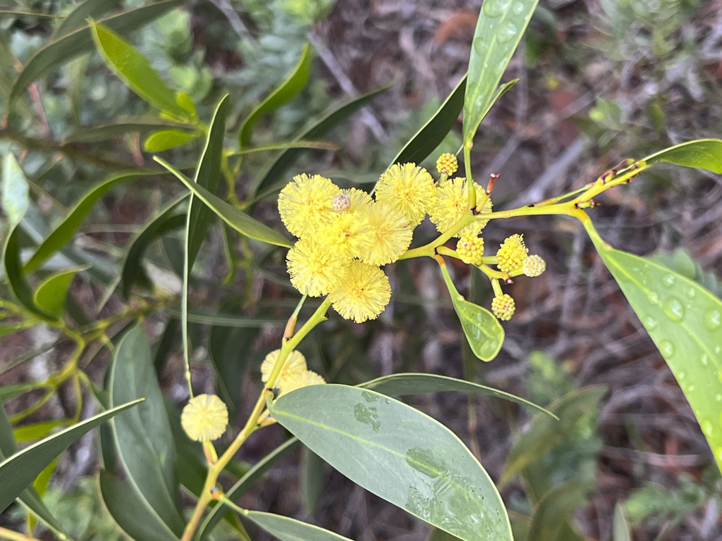 Golden Wattle from De Hoop Nature Reserve, Overberg, South Africa on ...