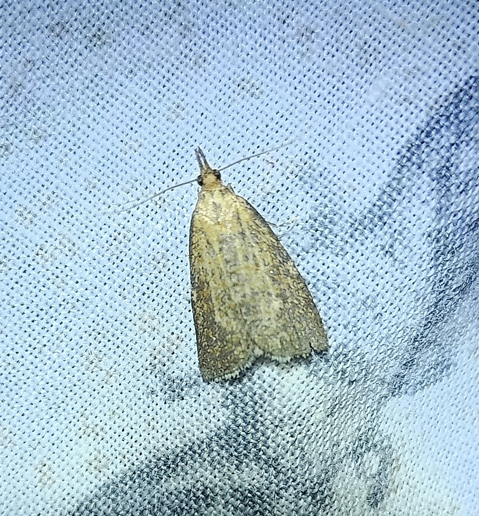 Cabbage tree bell moth from Waipawa 4274, New Zealand on December 14 ...